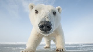 Wildlife in Winter - CuriOdyssey