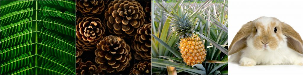 The Mathematics Of Nature s Patterns CuriOdyssey