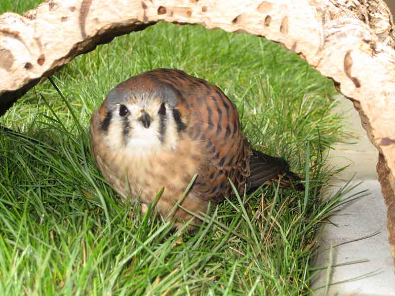 American Kestrel - CuriOdyssey