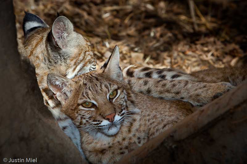 Bobcat - CuriOdyssey