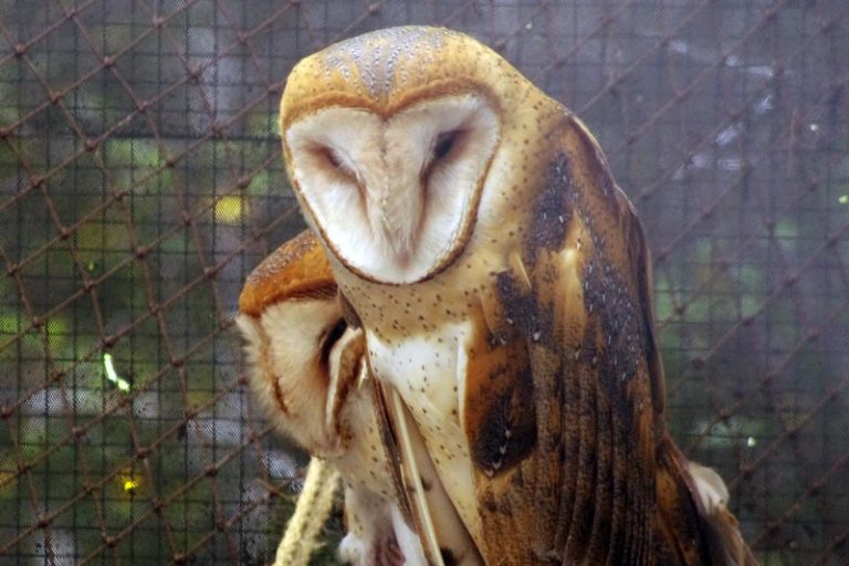 Animals - CuriOdyssey