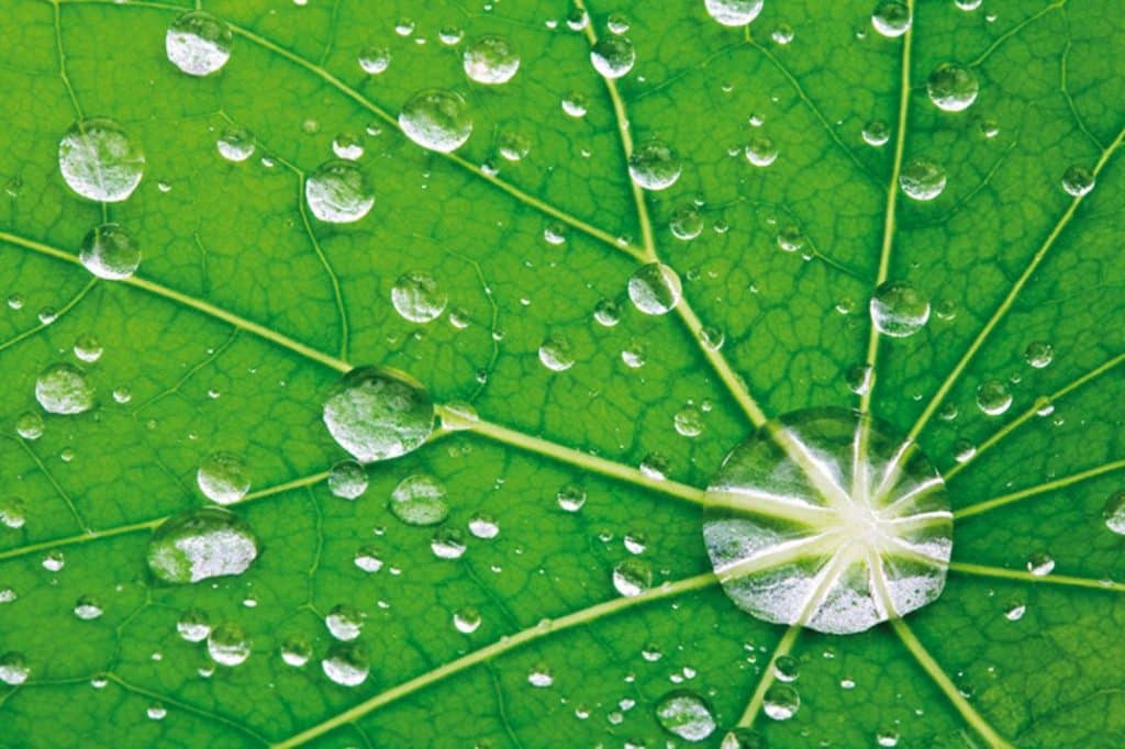 Nature's Patterns Around Us - CuriOdyssey