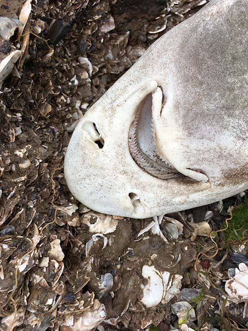 Why You Should Care About Leopard Sharks Dying in San Francisco Bay ...