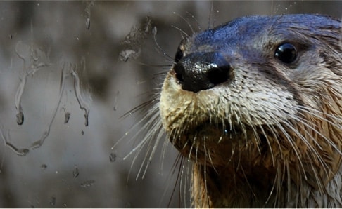 Meet Gunner - CuriOdyssey