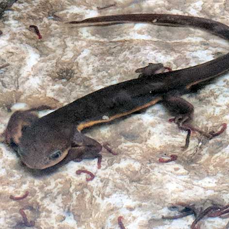 California Newt - CuriOdyssey