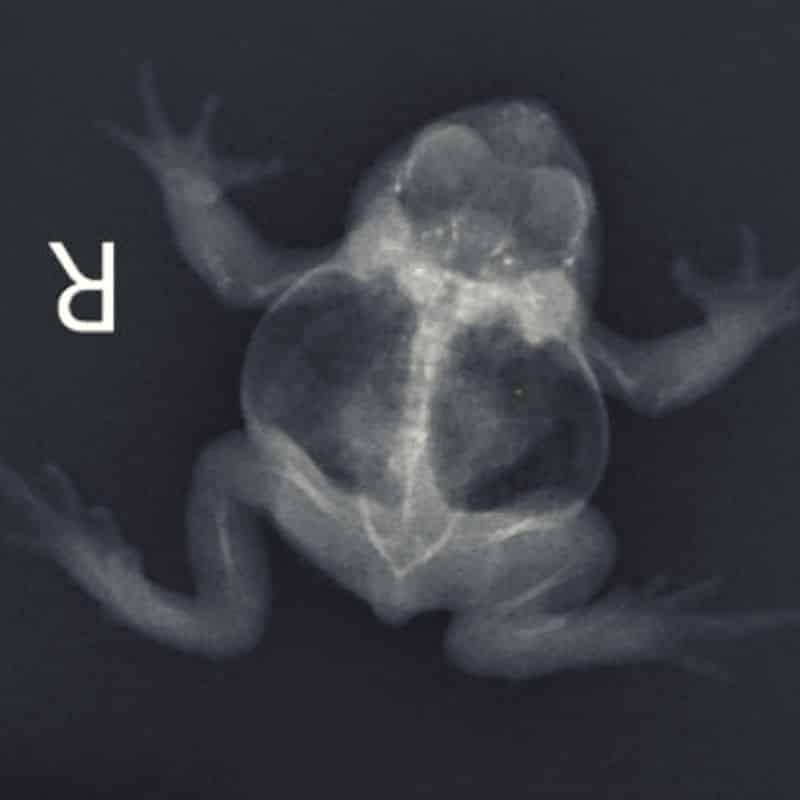 National Vet Tech Week is TOADally Amazing! - CuriOdyssey