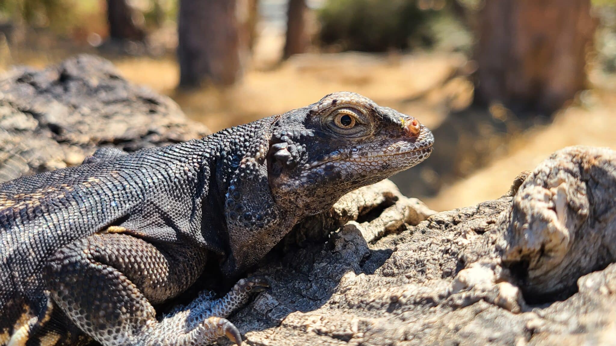 CuriOdyssey Makes Way for Charlene the Chuckwalla - CuriOdyssey