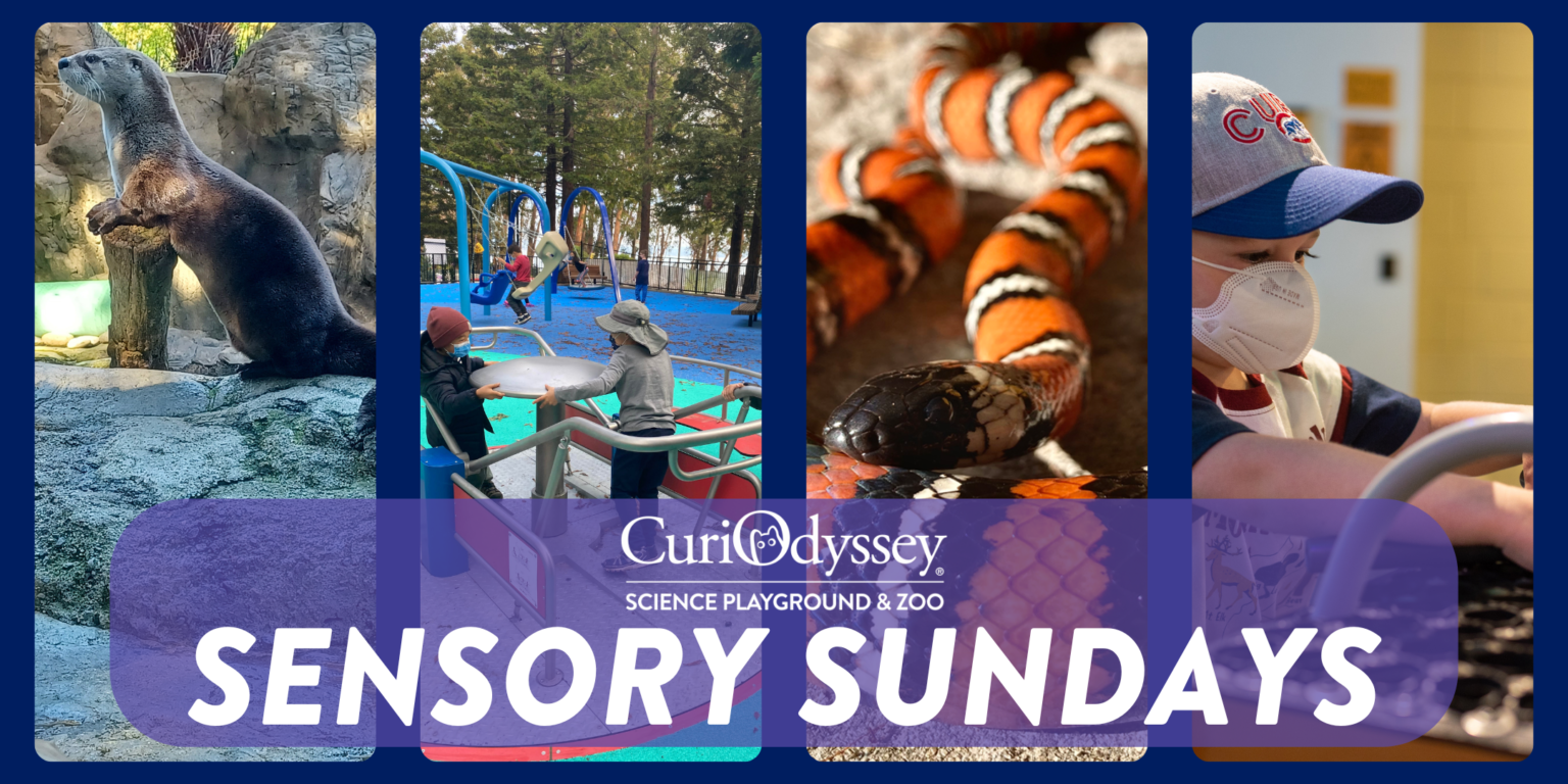Sensory Sundays - CuriOdyssey