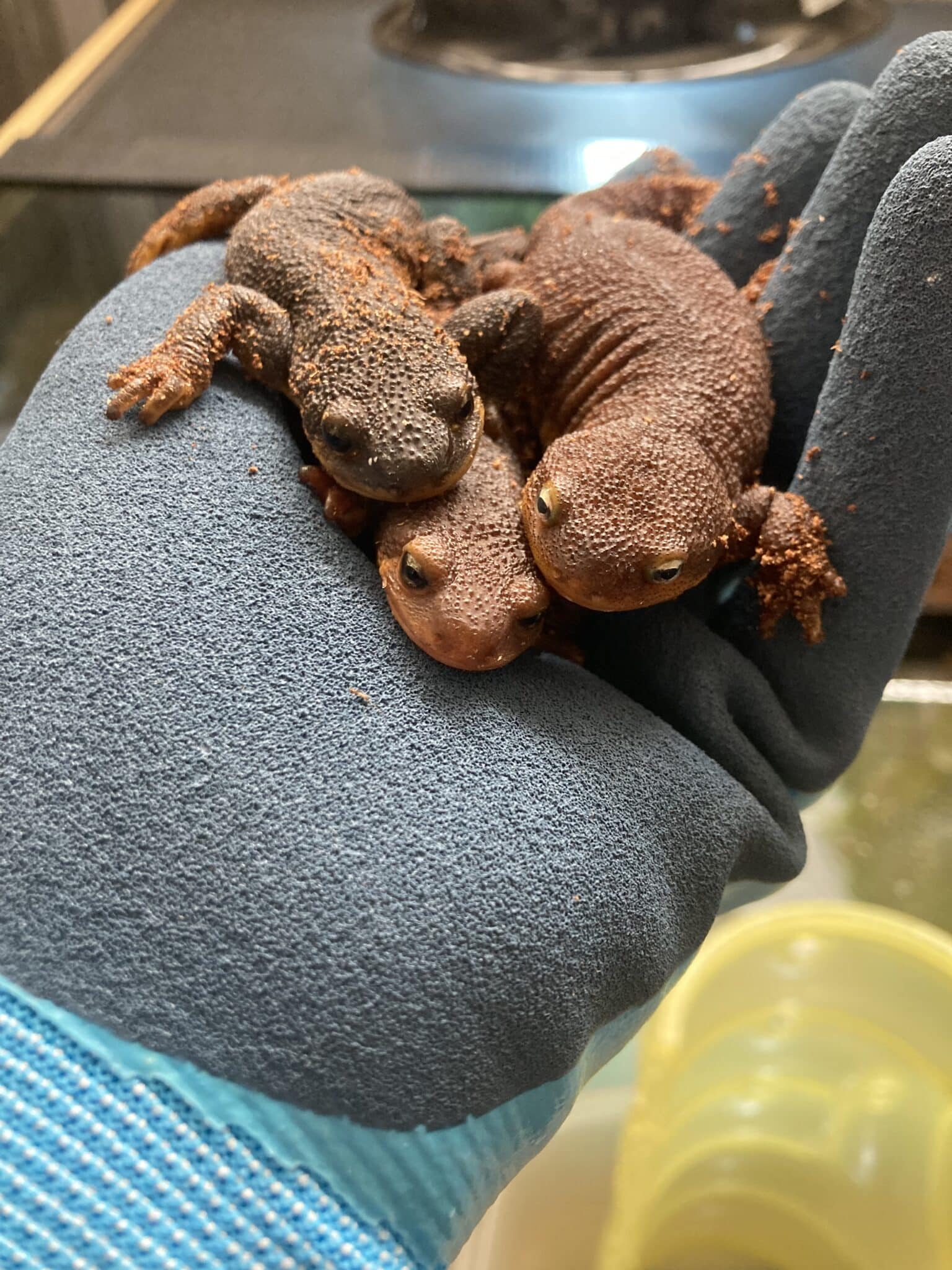 Look Who’s Newt to the Wildlife Team - CuriOdyssey