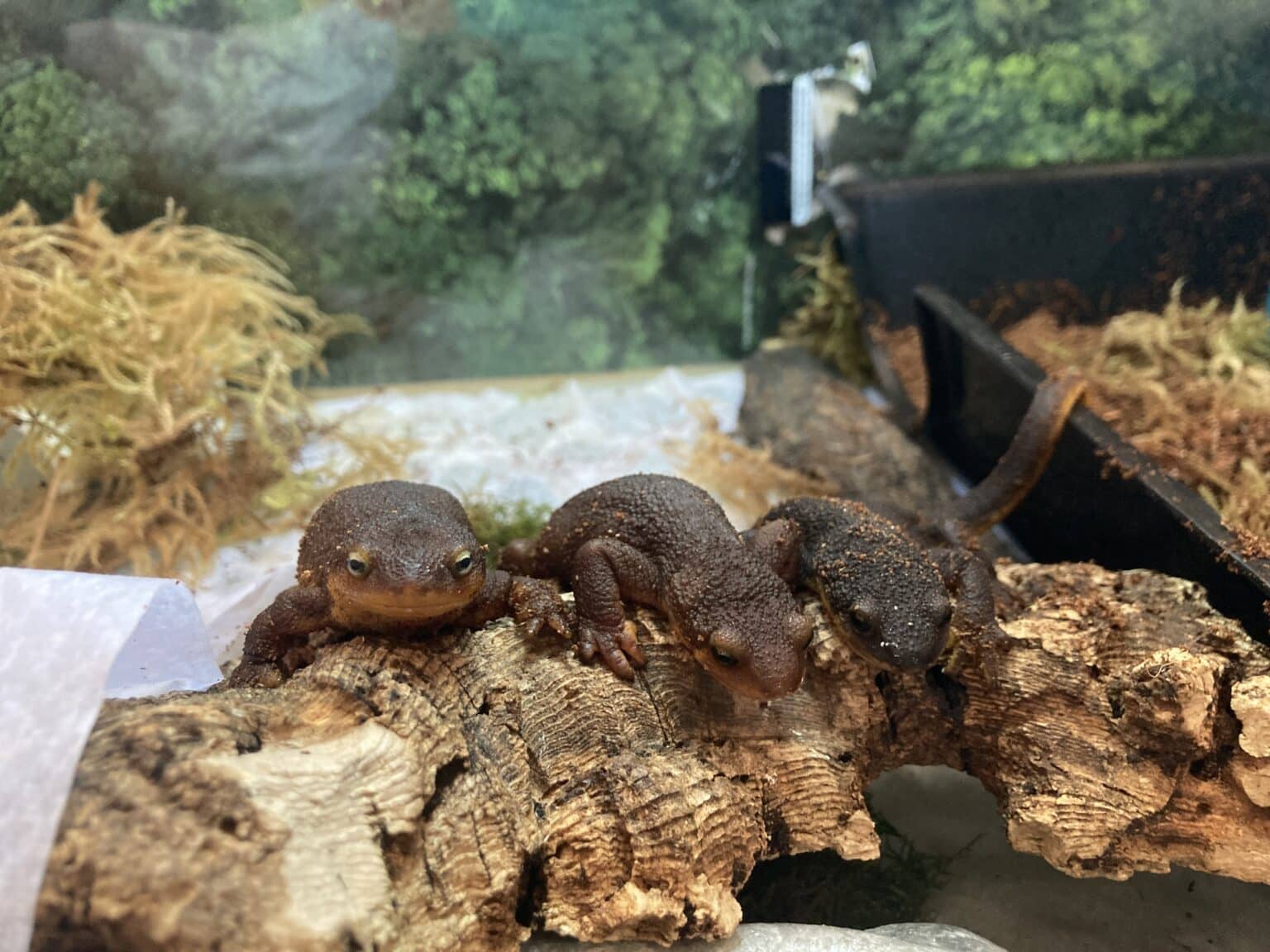 Look Who’s Newt to the Wildlife Team - CuriOdyssey