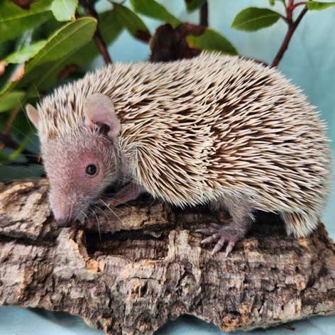 Lesser Hedgehog Tenrec - CuriOdyssey