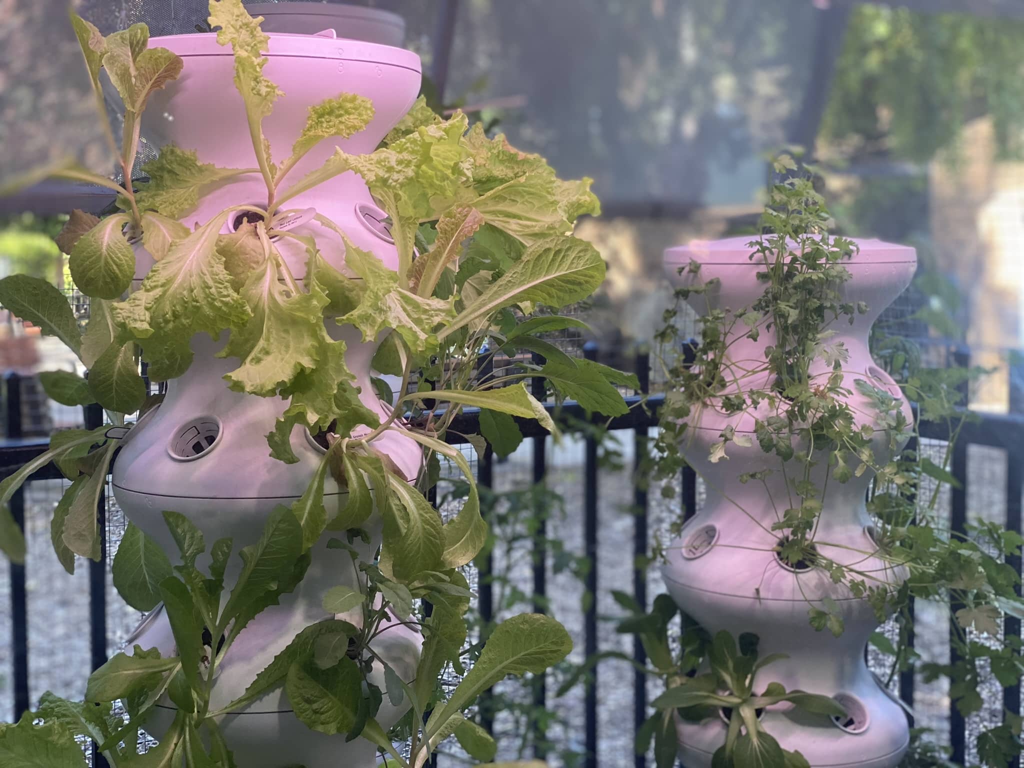 The Science of Garden Towers - CuriOdyssey