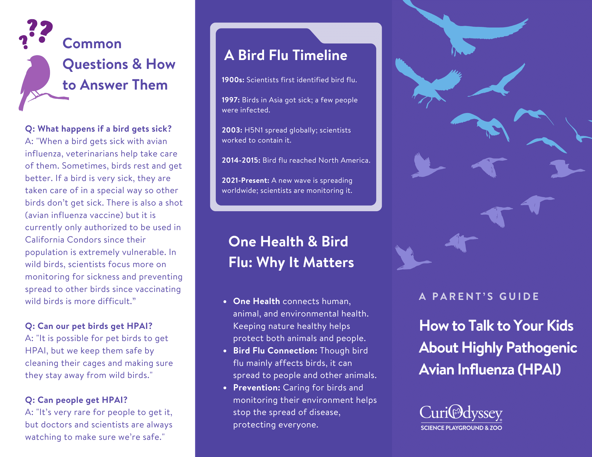 Talking to Kids About Bird Flu: A New Resource for Parents - CuriOdyssey